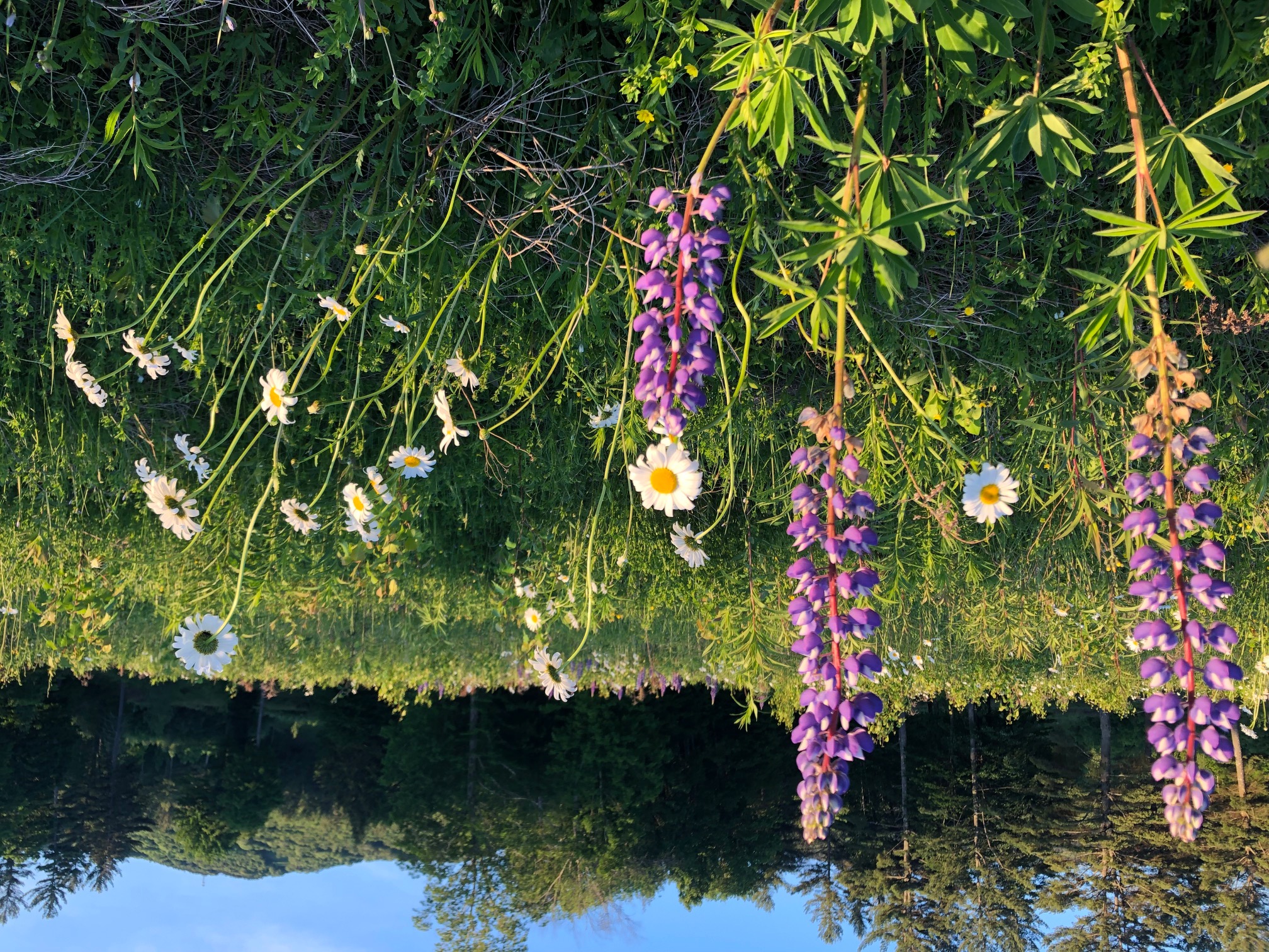 Gallery | Town of Danbury, New Hampshire